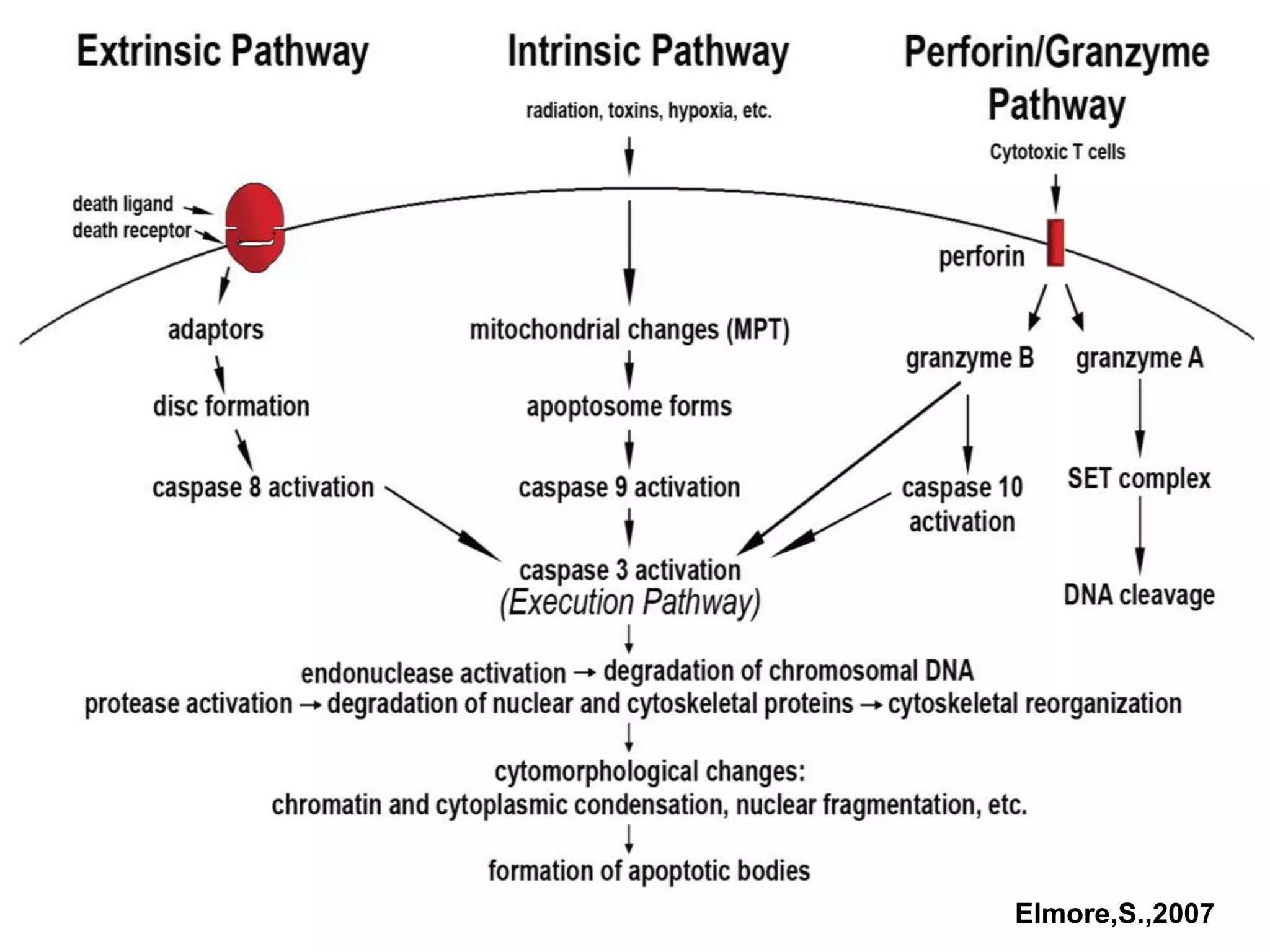 Mechanisms of cell death | PPT