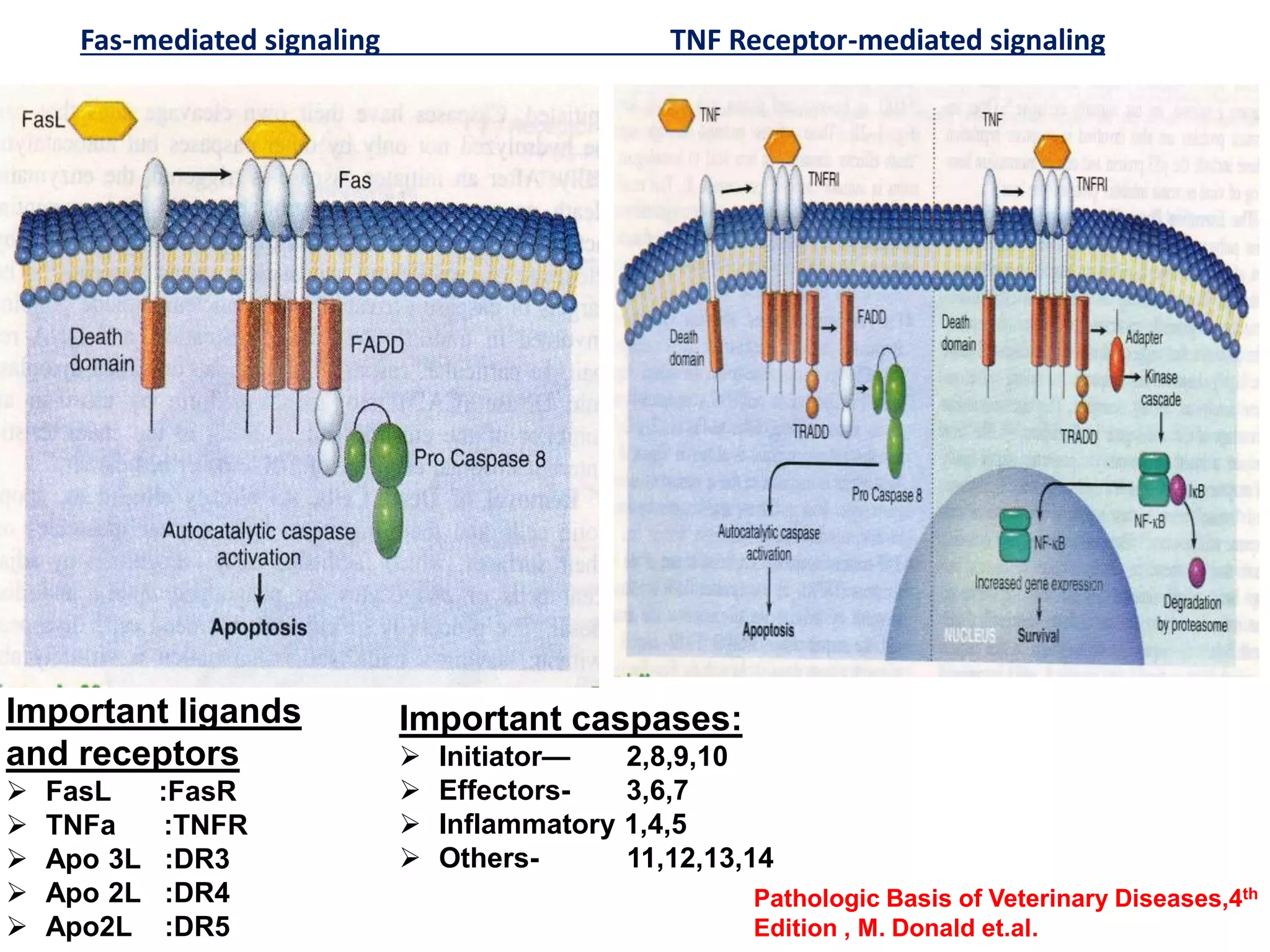 Mechanisms of cell death | PPT