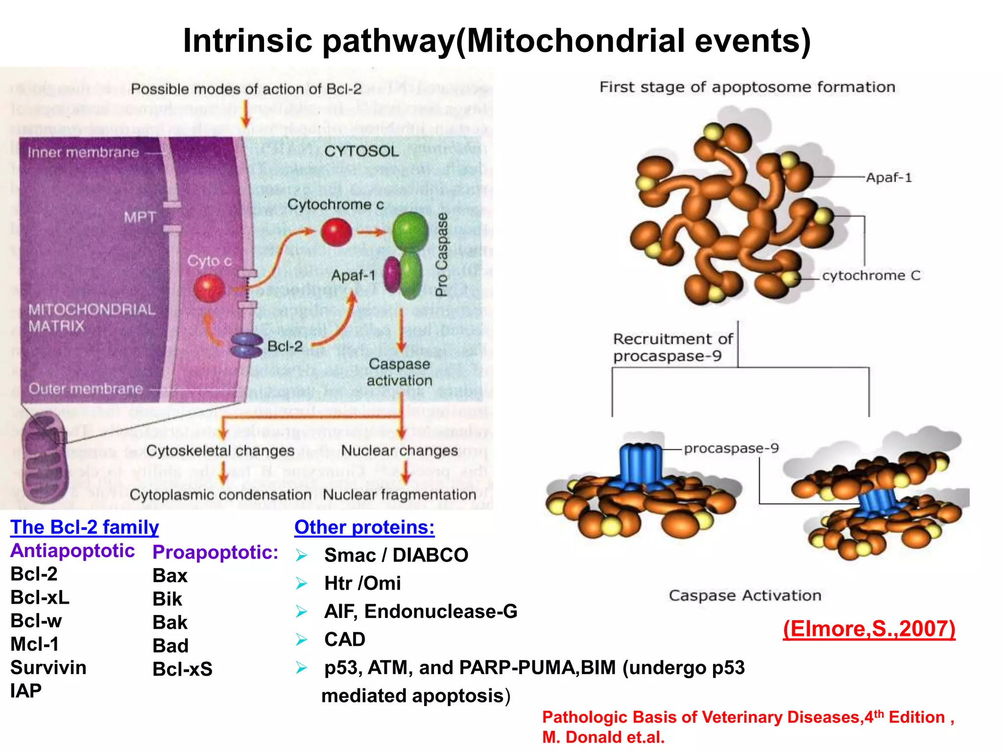 Mechanisms of cell death | PPT
