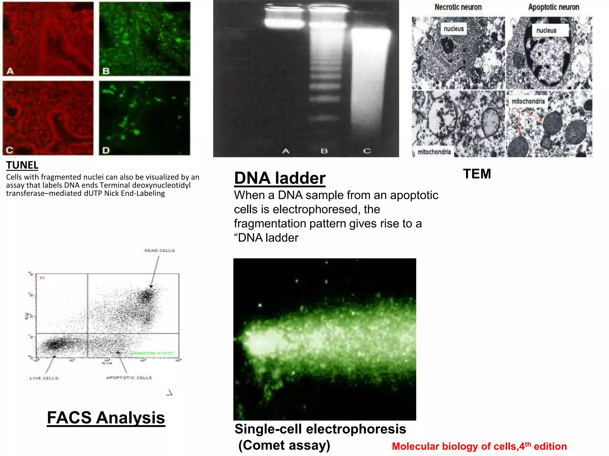 Mechanisms of cell death | PPT