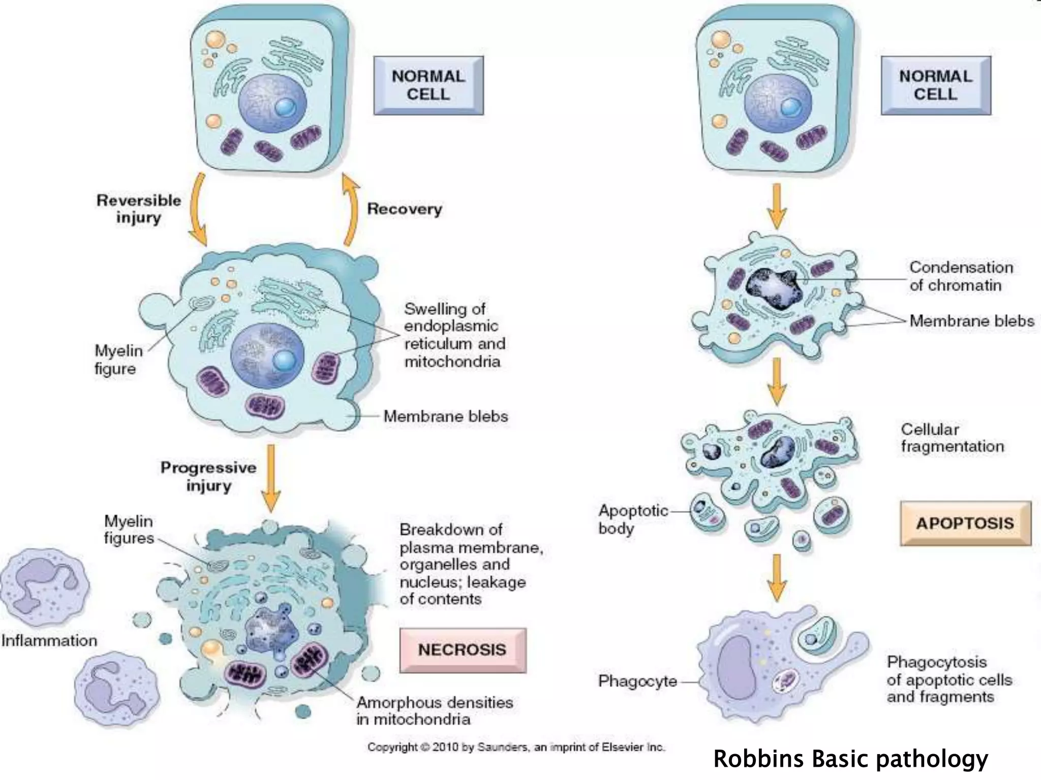 Mechanisms of cell death | PPT