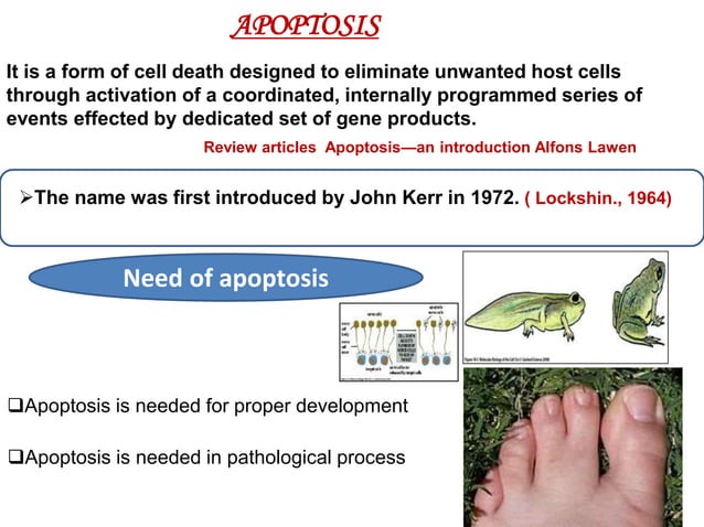 Mechanisms of cell death | PPT | Genetics | Science
