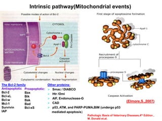 Mechanisms of cell death | PPT