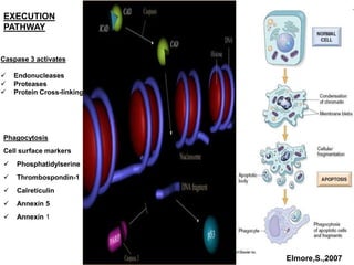 Mechanisms of cell death | PPT