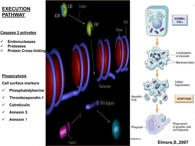 Mechanisms of cell death | PPT | Genetics | Science