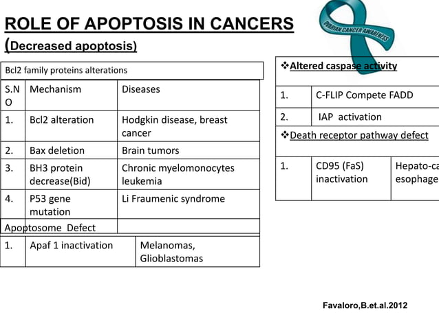 Mechanisms of cell death | PPT | Genetics | Science