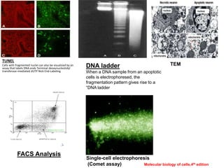 Mechanisms of cell death | PPT