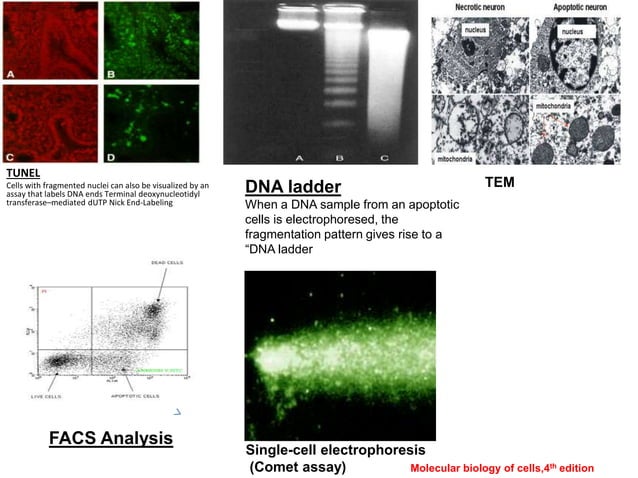 Mechanisms of cell death | PPT | Genetics | Science