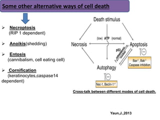 Mechanisms of cell death | PPT