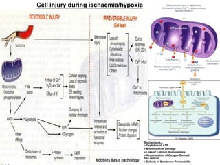 Mechanisms of cell death | PPT