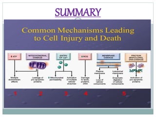 Mechanisms of cell injury | PPTX