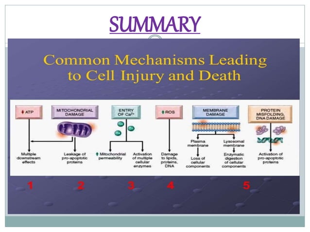 Mechanisms of cell injury | PPTX