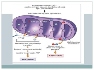 Mechanisms of cell injury | PPTX