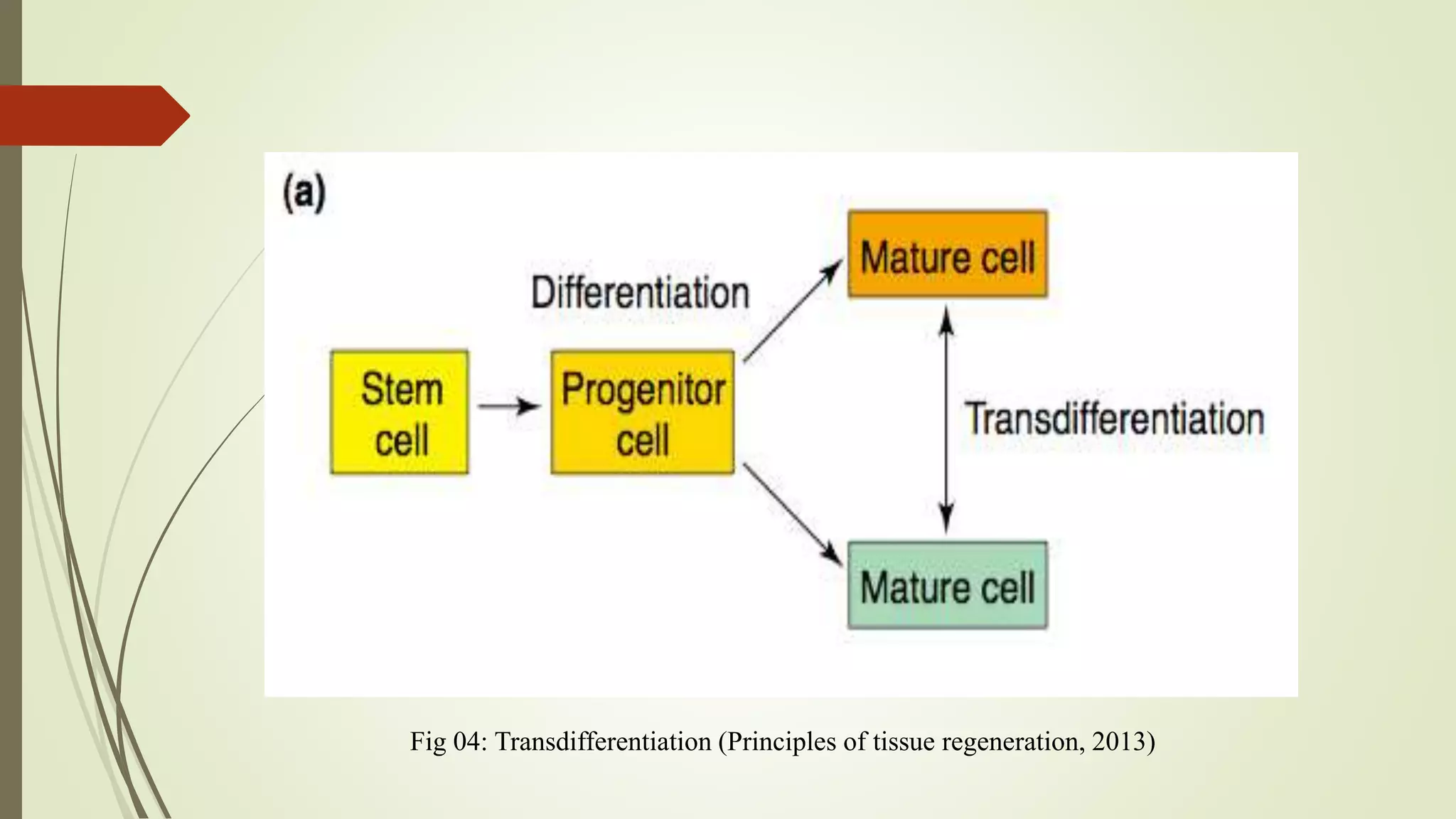Mechanisms of cell regeneration — from | PPTX