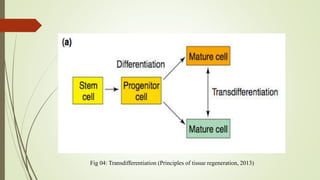 Mechanisms of cell regeneration — from | PPTX