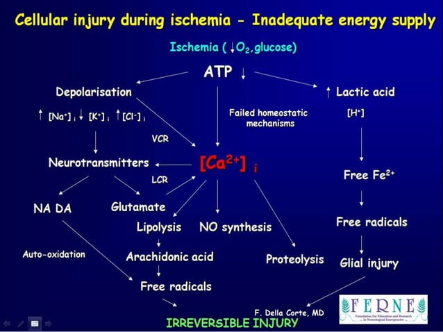 Mechanisms of cerebral injury and cerebral protection | PPTX