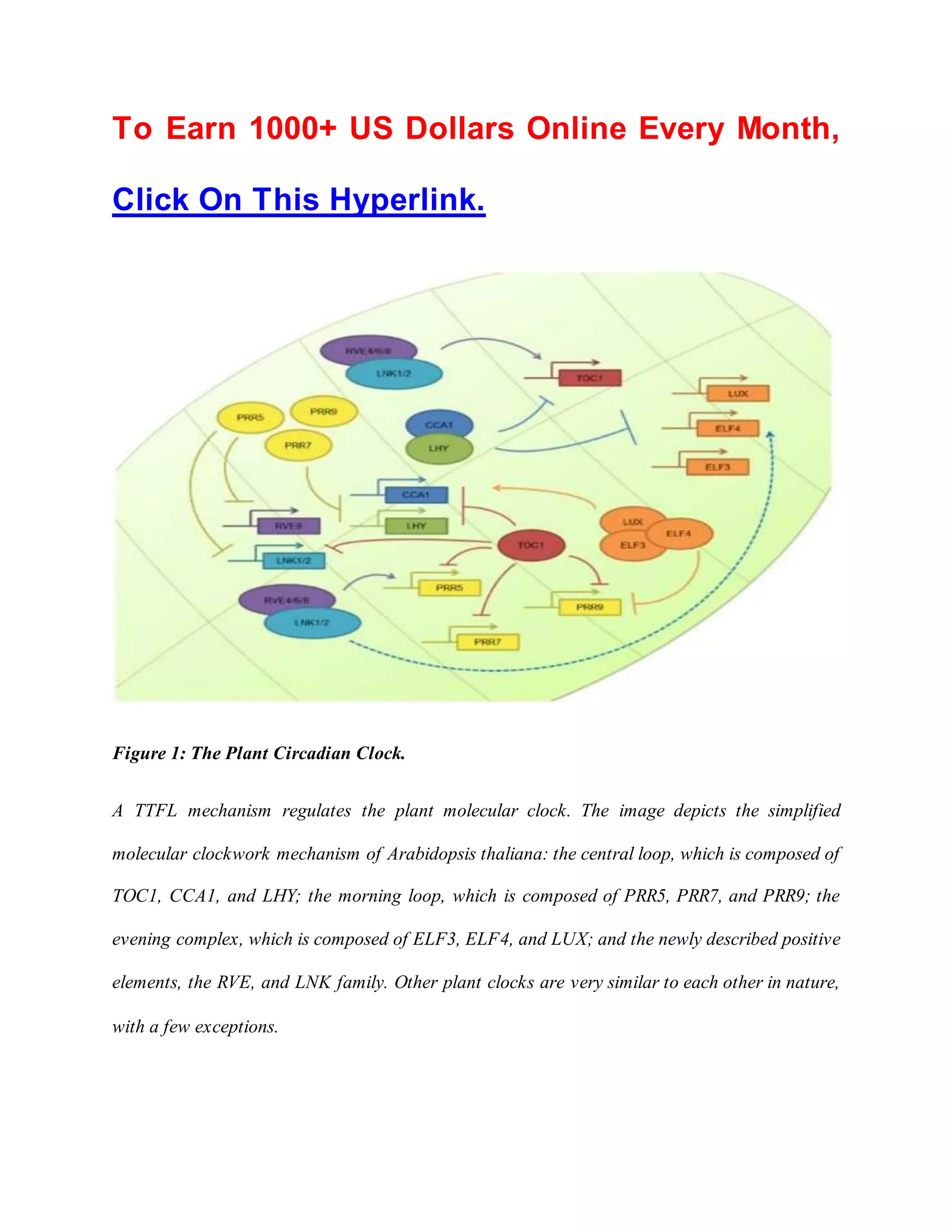 Mechanisms of circadian rhythm regulation in plants literature review ...