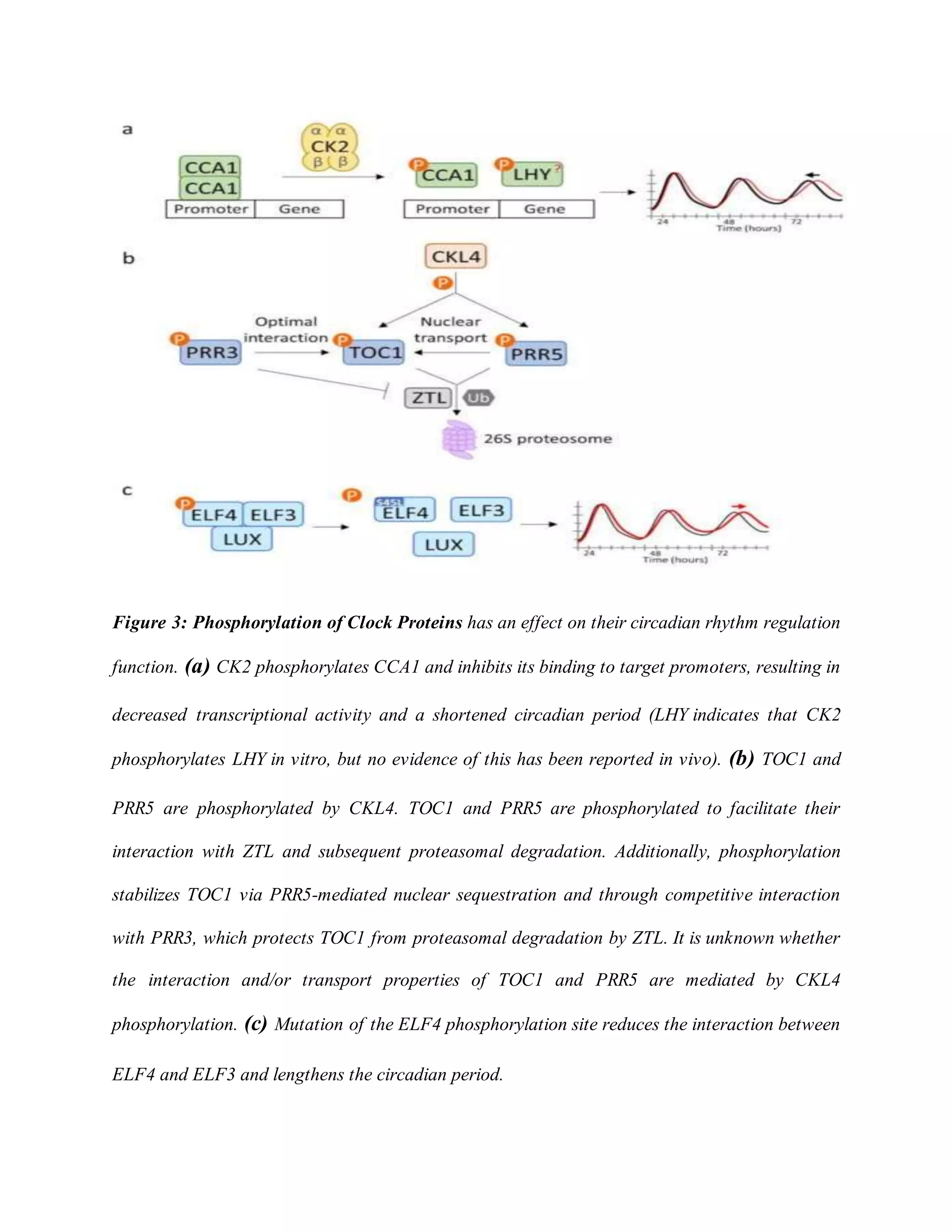 Mechanisms of circadian rhythm regulation in plants literature review ...