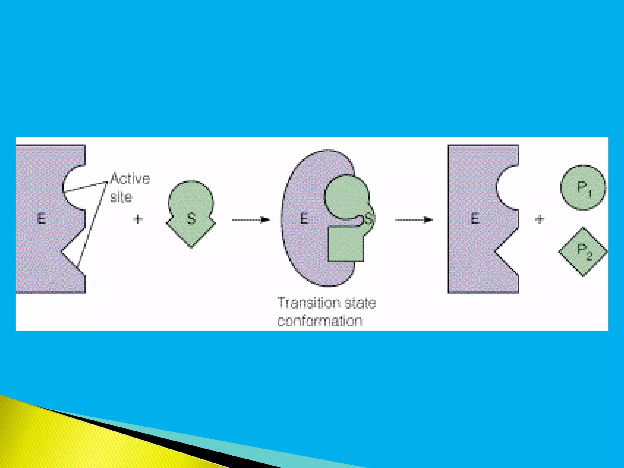 Mechanisms of enzyme action | PPT
