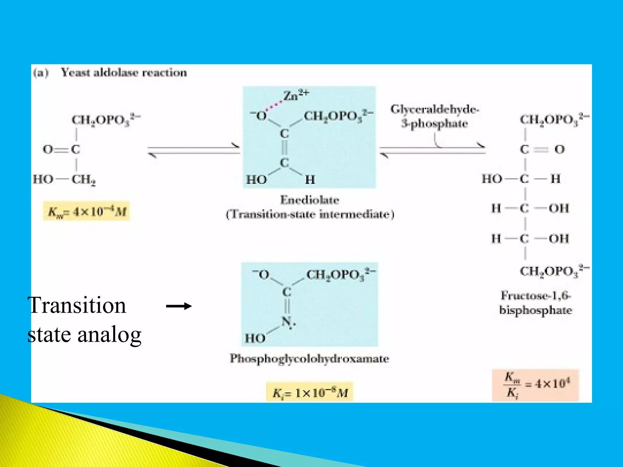 Mechanisms of enzyme action | PPT