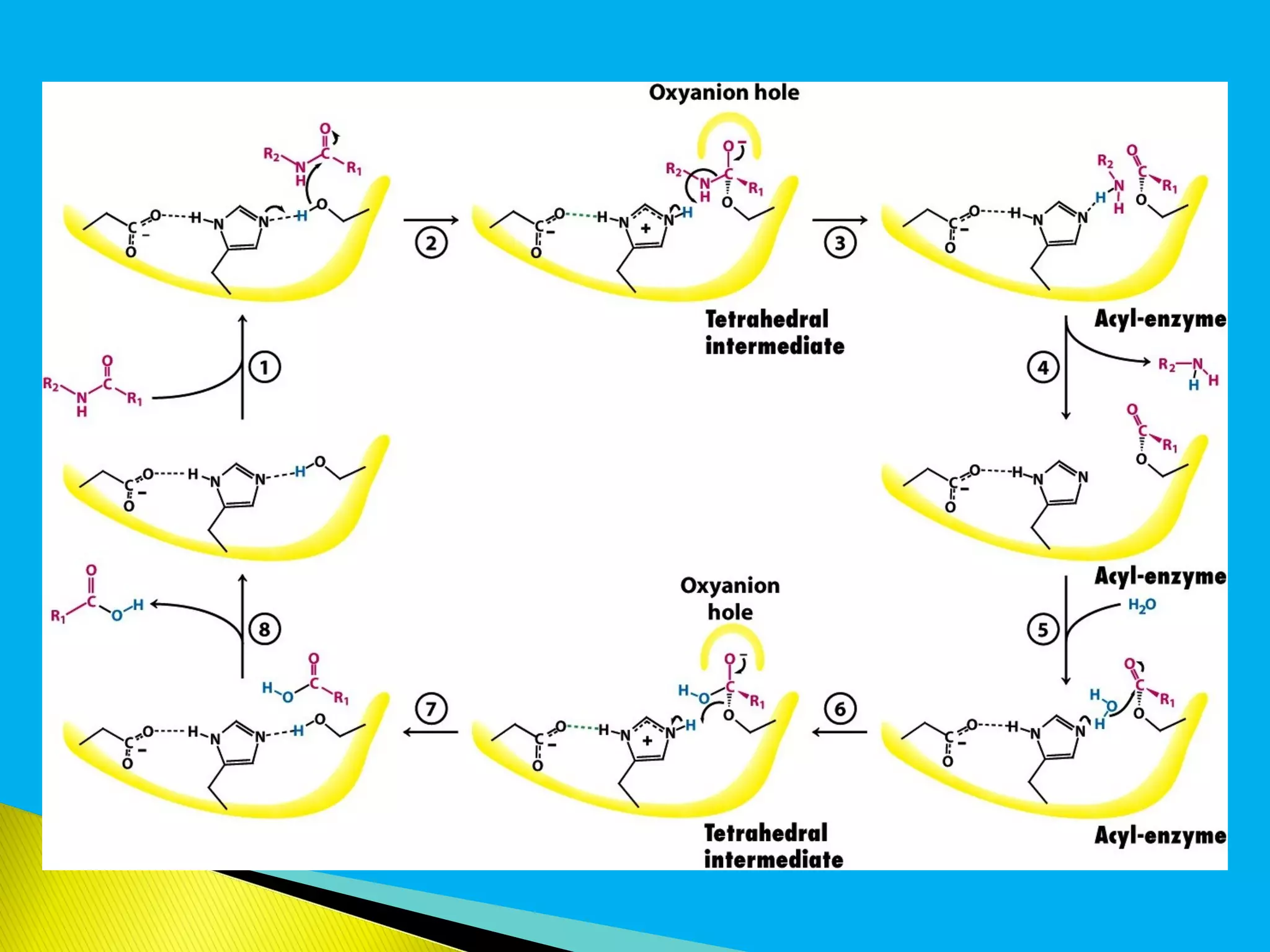 Mechanisms of enzyme action | PPT