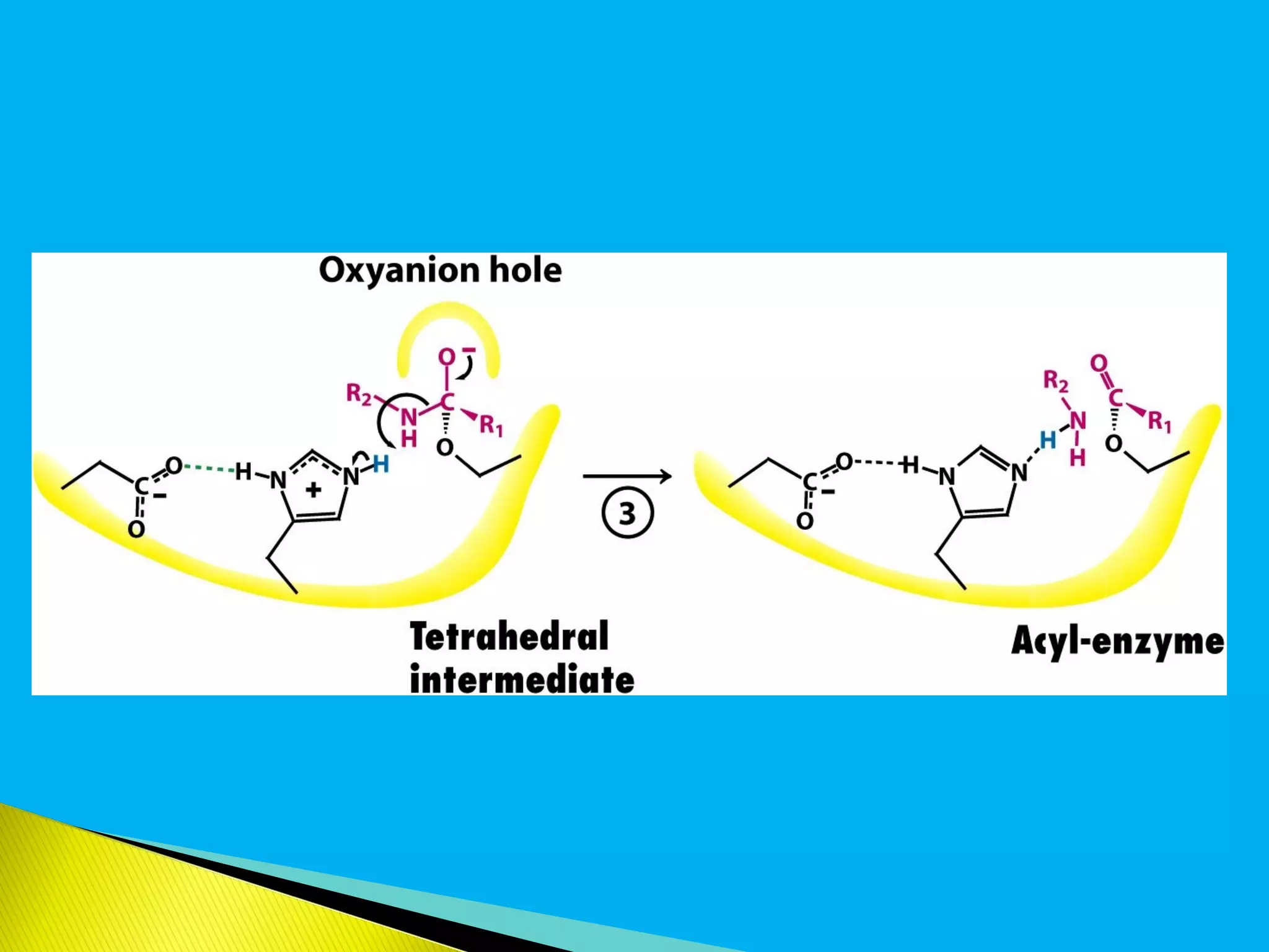 Mechanisms of enzyme action | PPT