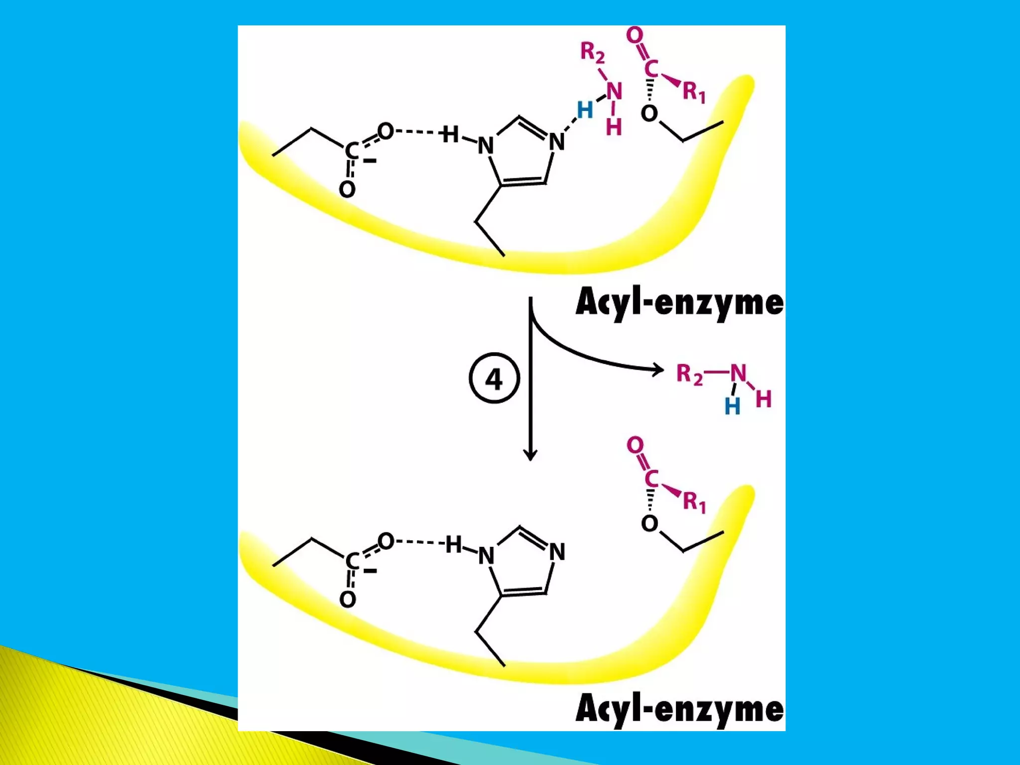 Mechanisms of enzyme action | PPT