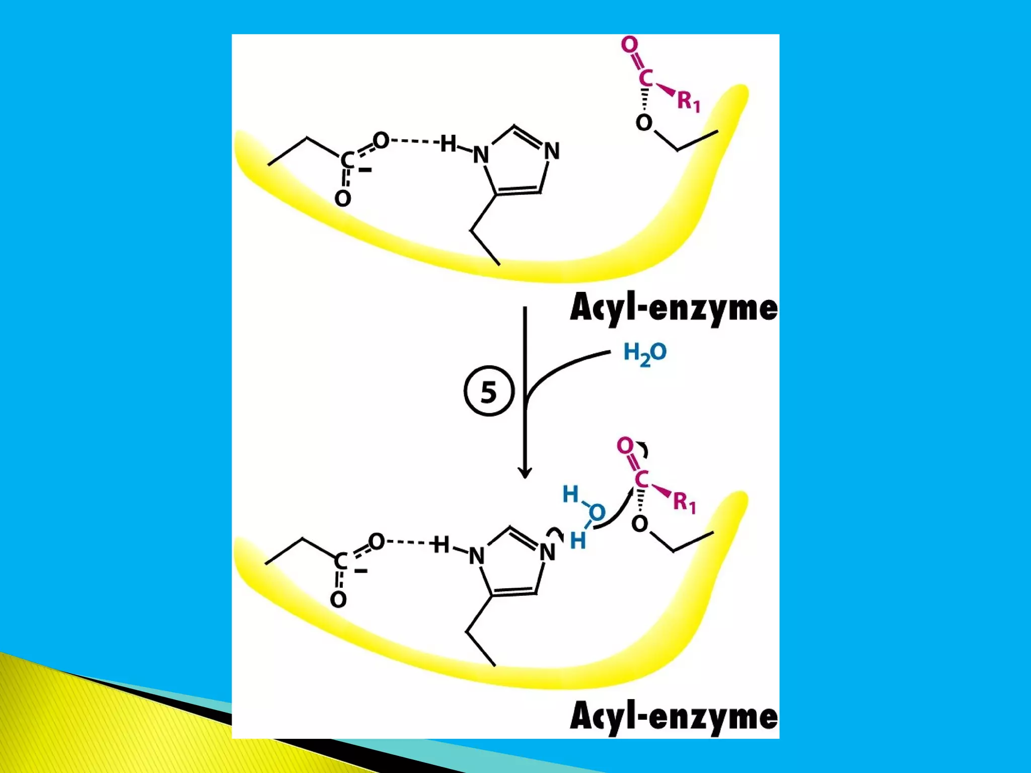 Mechanisms of enzyme action | PPT