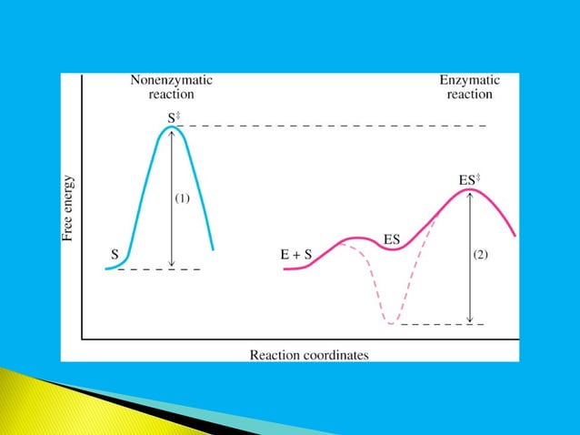 Mechanisms of enzyme action | PPT