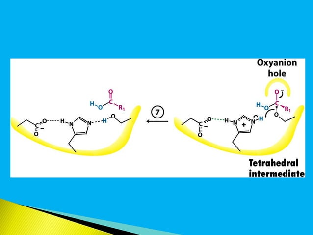 Mechanisms of enzyme action | PPT