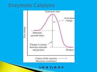 Mechanisms of enzyme action | PPT