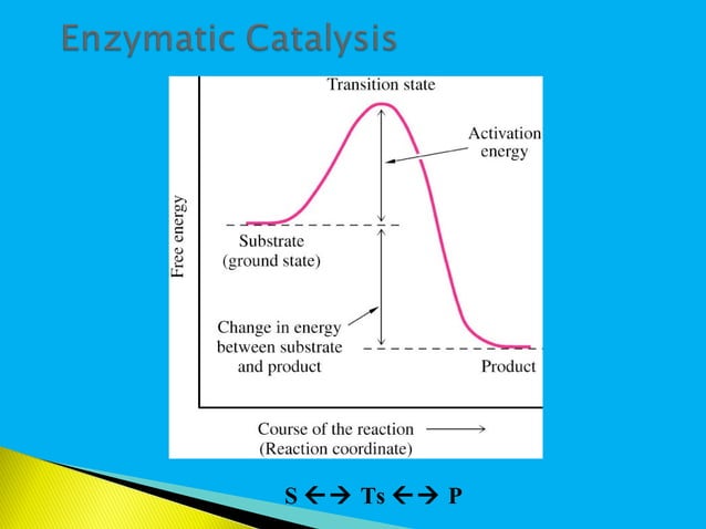 Mechanisms of enzyme action | PPT