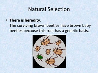 Mechanisms of evolution | PPTX