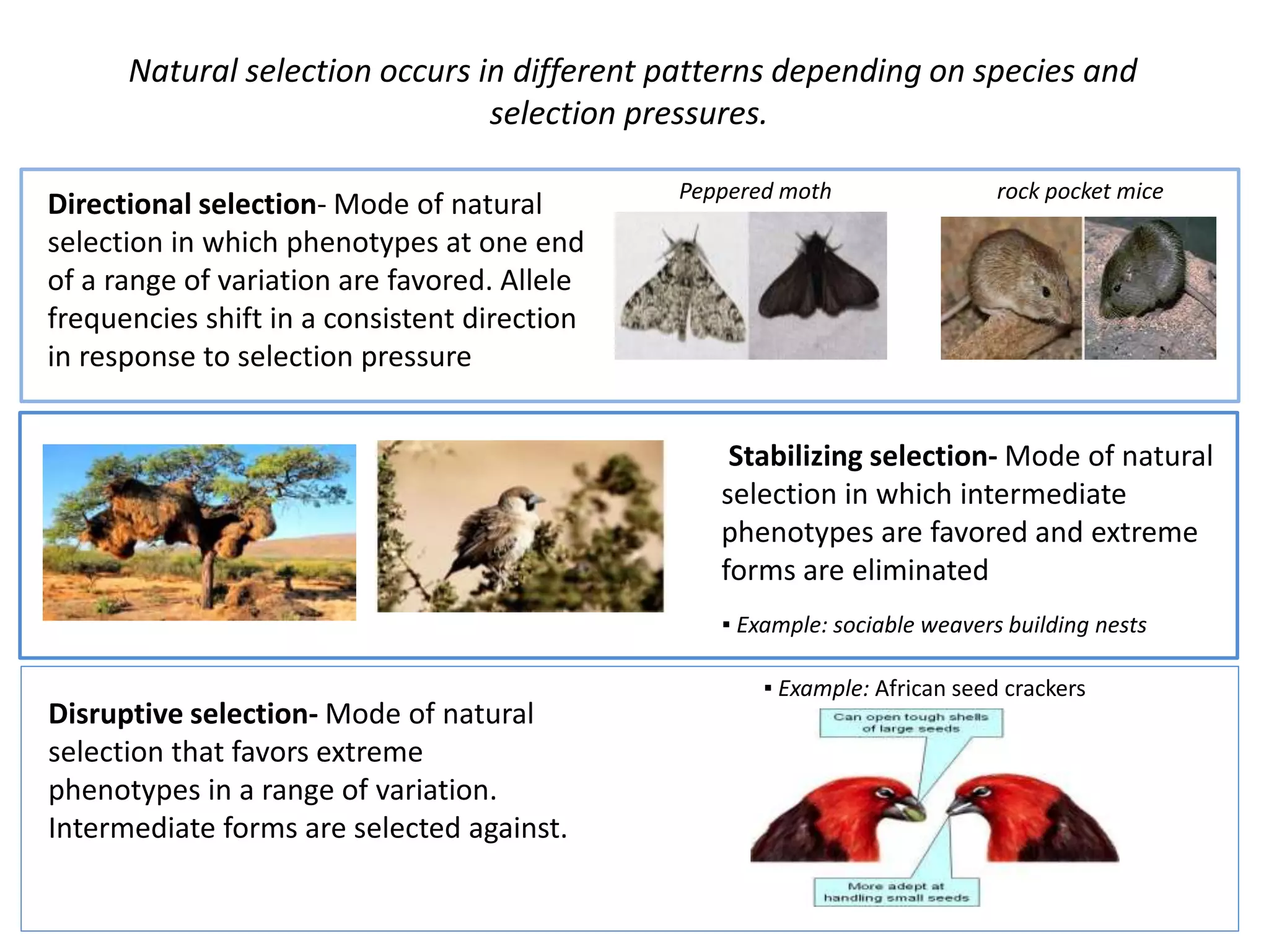 MECHANISMS OF EVOLUTION.pptx