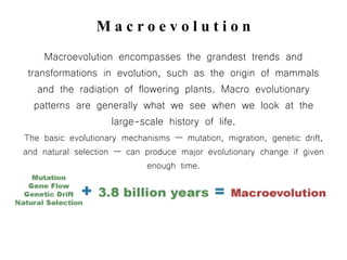 MECHANISMS OF EVOLUTION.pptx
