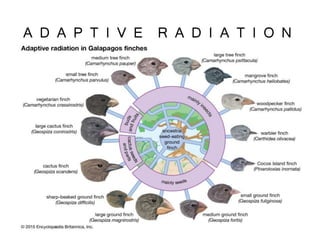 MECHANISMS OF EVOLUTION.pptx