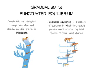 MECHANISMS OF EVOLUTION.pptx