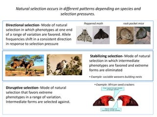 MECHANISMS OF EVOLUTION.pptx
