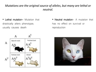 MECHANISMS OF EVOLUTION.pptx