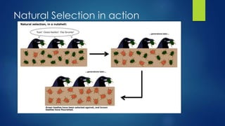 Mechanisms of Evolution.pptx