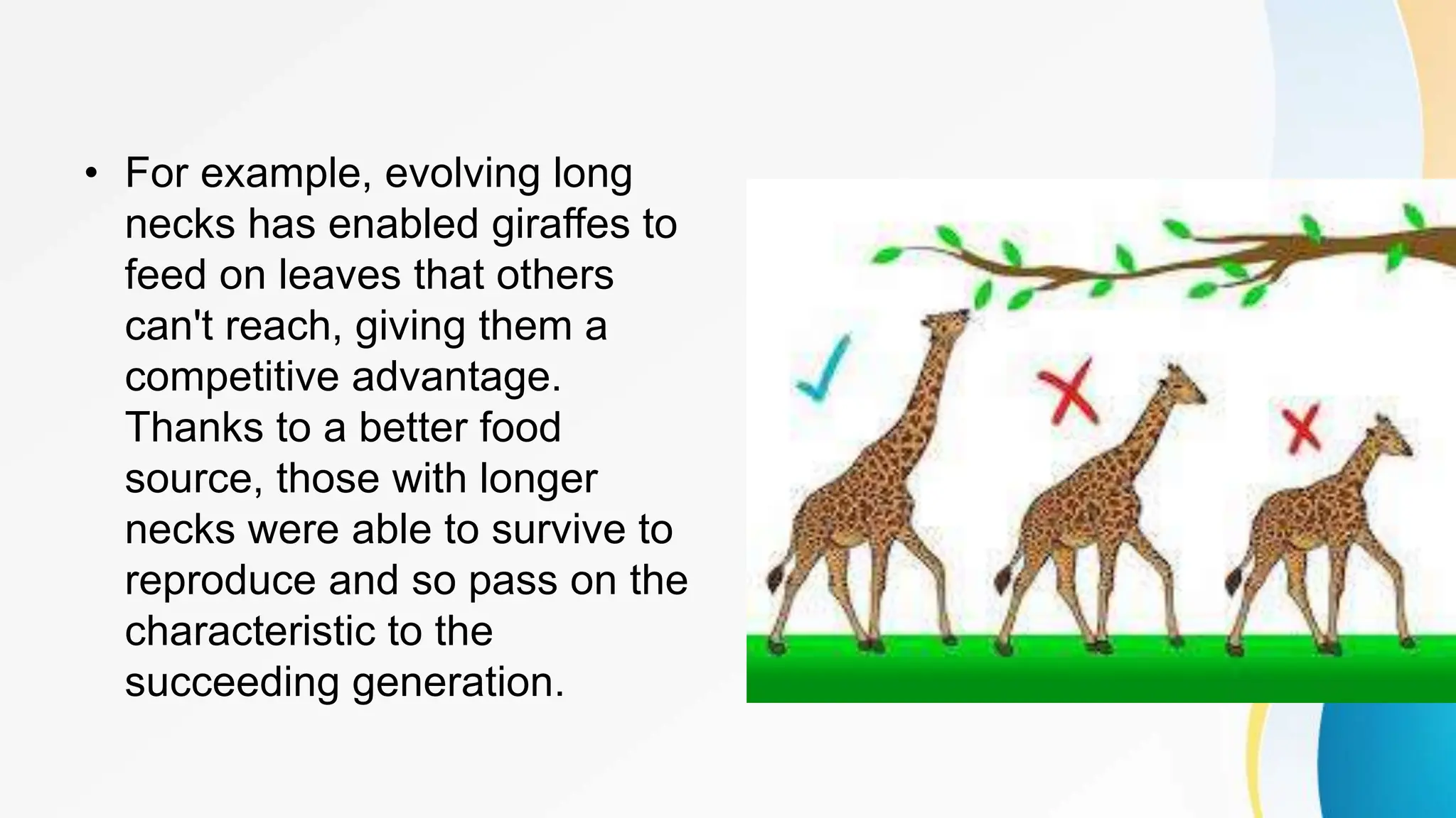 MECHANISMS OF EVOLUTION.pptx