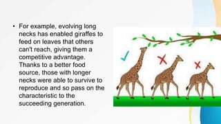 MECHANISMS OF EVOLUTION.pptx