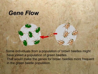Mechanisms of Evolution.ppt
