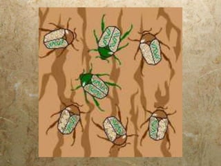 Mechanisms of Evolution.ppt