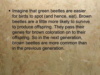 Mechanisms of Evolution.ppt