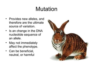 Mechanisms of evolution_basic | PPT