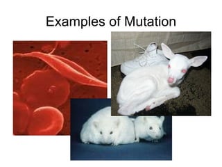 Mechanisms of evolution_basic | PPT