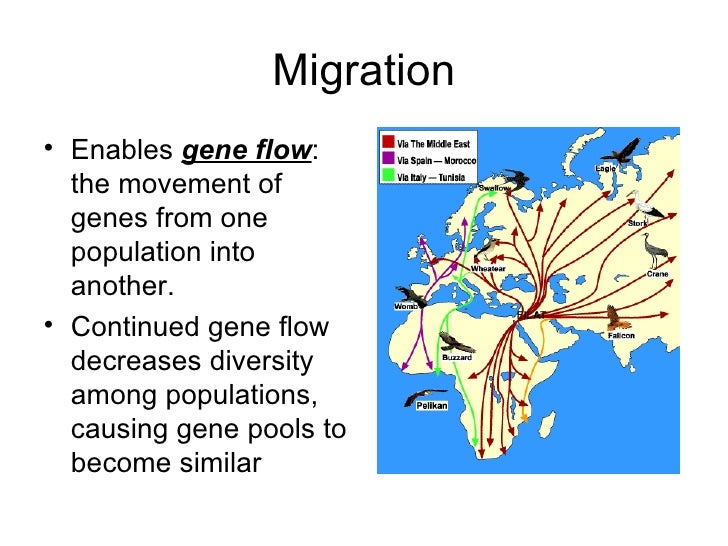 Gene Flow Example