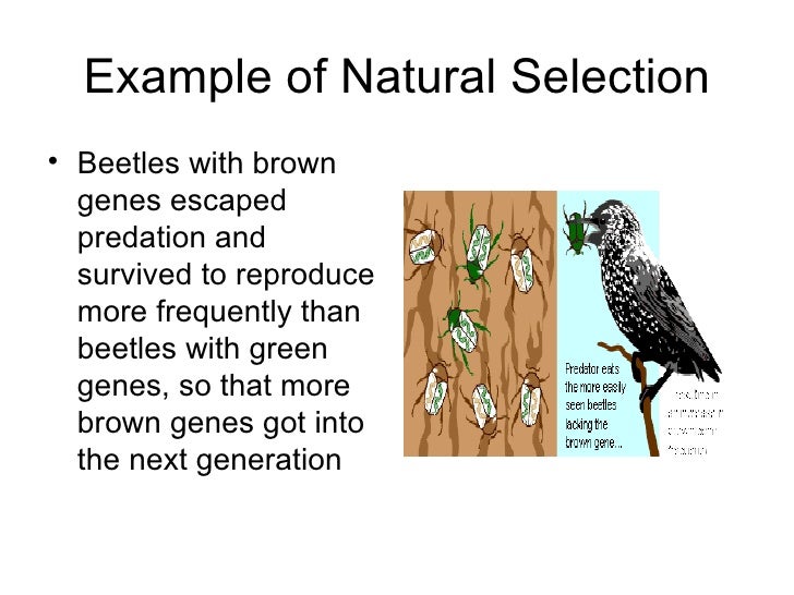 Mechanisms of evolution_basic