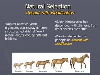 MechanismsofEvolutionCharlesDarwinsTheory-1.ppt